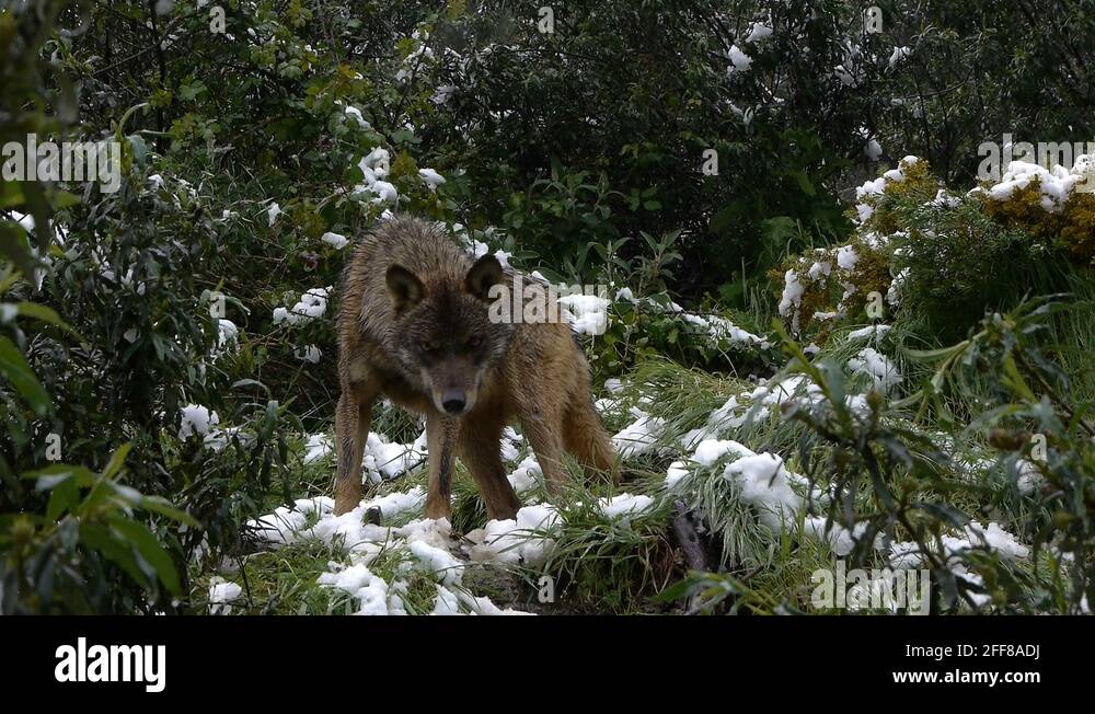 Lupus signatus Stock Videos & Footage - HD and 4K Video Clips - Alamy