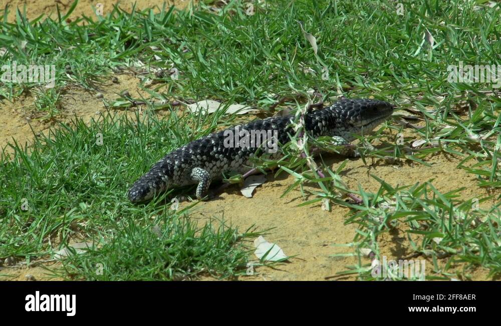 Shingleback lizard australia Stock Videos & Footage - HD and 4K Video ...