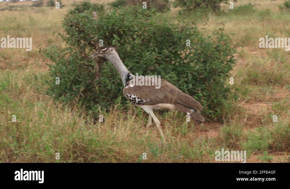 Normal pose Stock Videos & Footage - HD and 4K Video Clips - Alamy