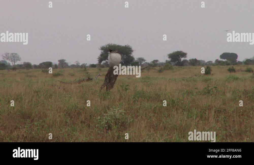 Mating pose Stock Videos & Footage - HD and 4K Video Clips - Alamy