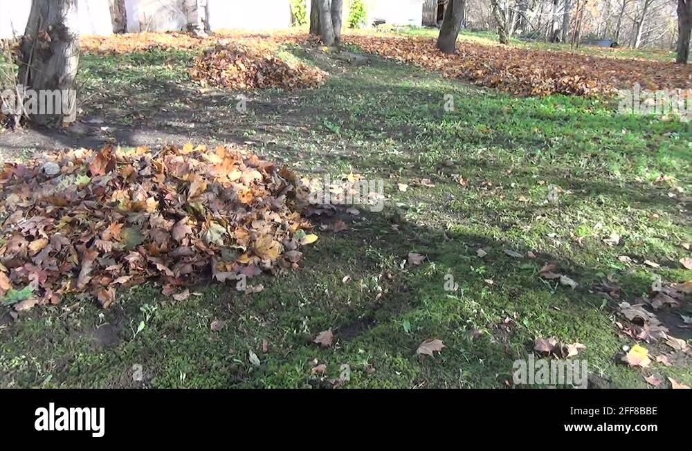 dry leaf pile to the house leaves covered meadow autumn work Stock ...