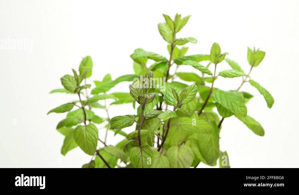 Peppermint Stock Videos & Footage - HD and 4K Video Clips - Alamy