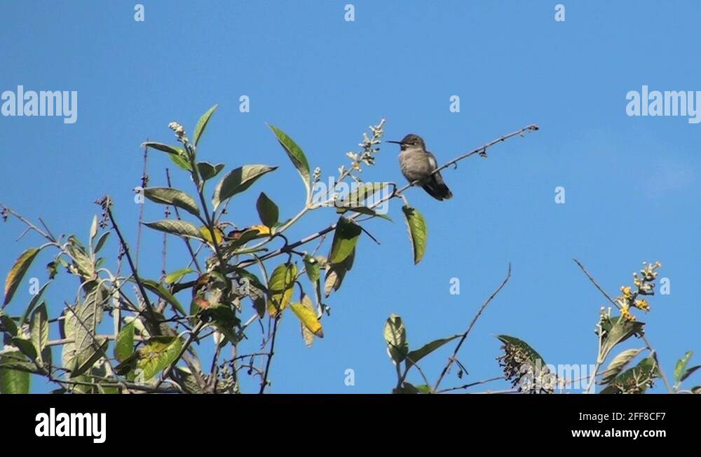 Perched hummingbird Stock Videos & Footage - HD and 4K Video Clips - Alamy