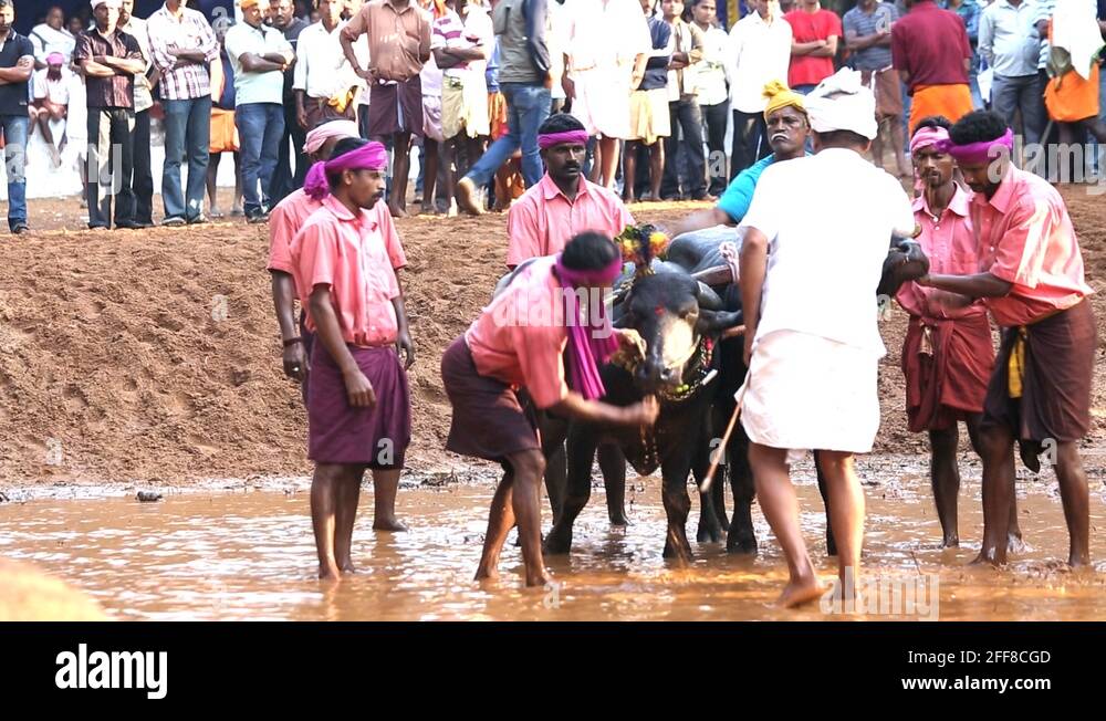 Kambala karnataka Stock Videos & Footage - HD and 4K Video Clips - Alamy