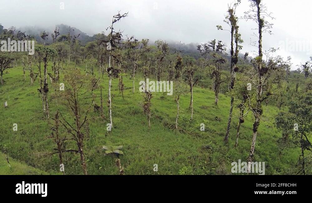 Deforestation rainforest slopes Stock Videos & Footage - HD and 4K ...
