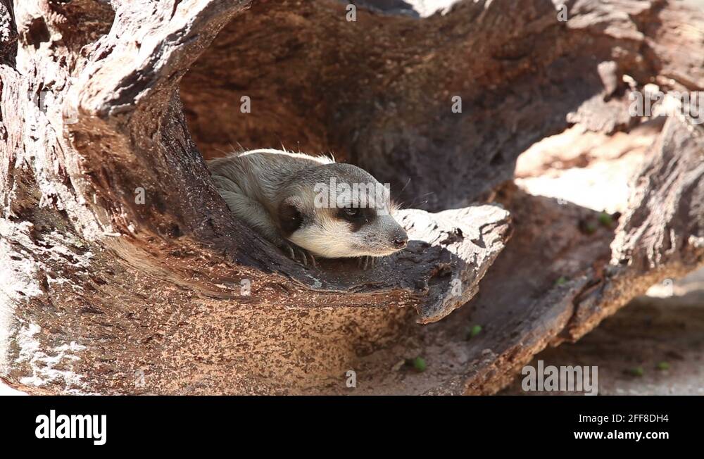 Meerkat in hole Stock Videos & Footage - HD and 4K Video Clips - Alamy