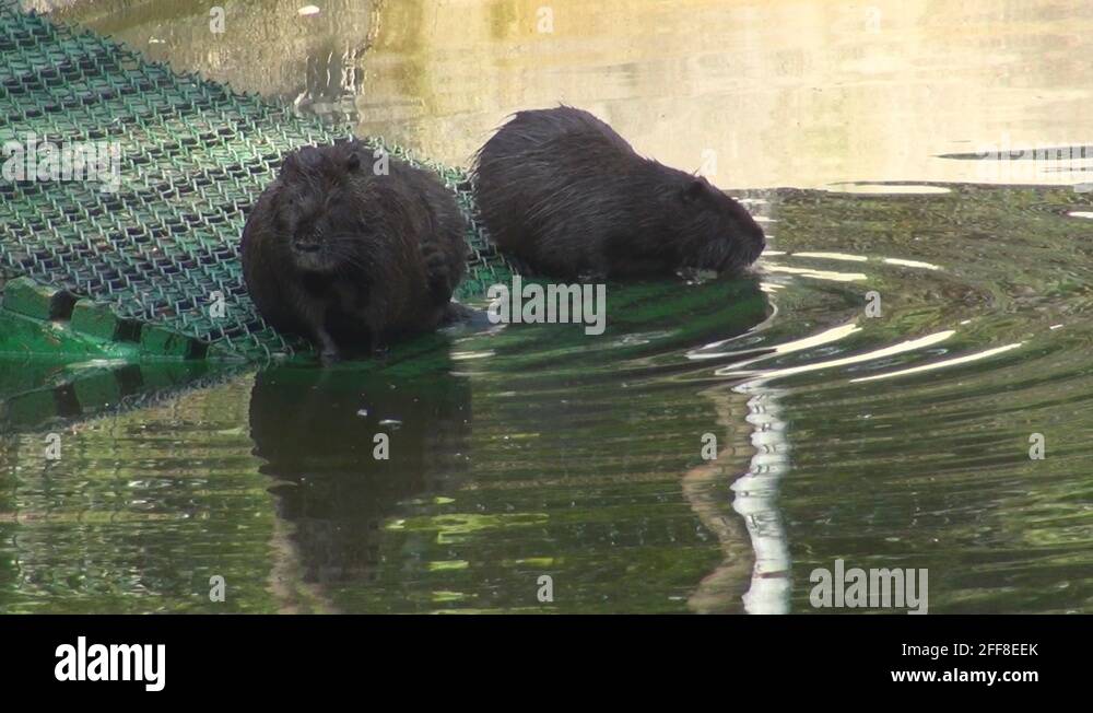 Mammal river aquatic Stock Videos & Footage - HD and 4K Video Clips - Alamy