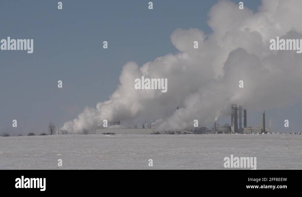 Med plant Stock Videos & Footage - HD and 4K Video Clips - Alamy