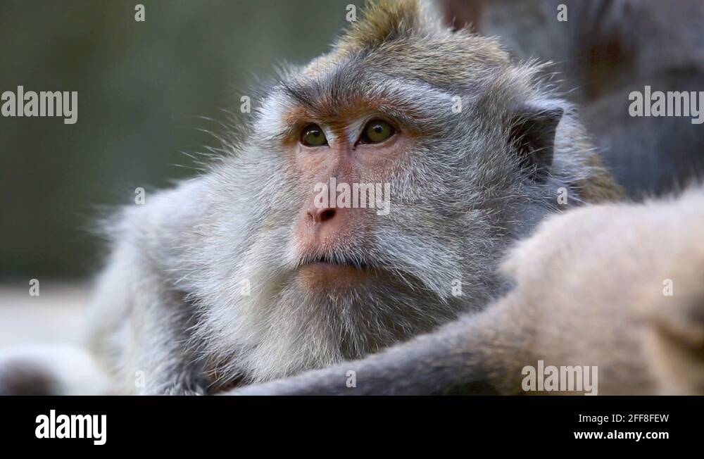 Friendly macaque Stock Videos & Footage - HD and 4K Video Clips - Alamy