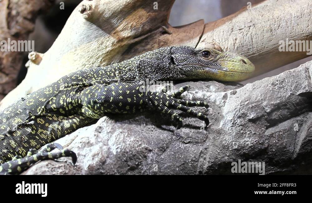 Green monitor lizard Stock Videos & Footage - HD and 4K Video Clips - Alamy