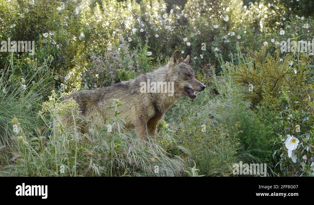 Wolf alpha male Stock Videos & Footage - HD and 4K Video Clips - Alamy