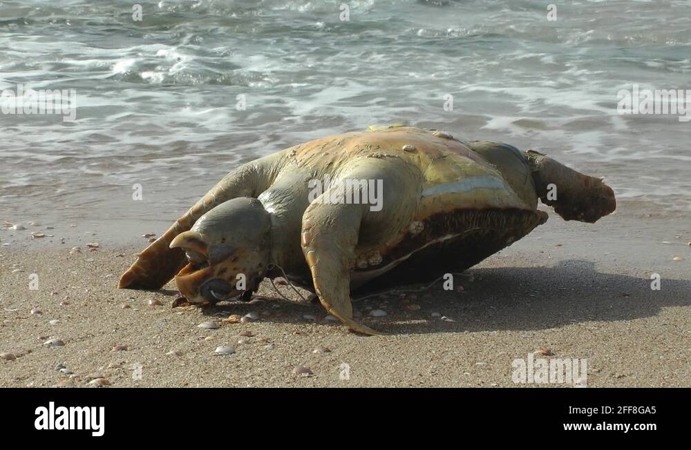 Turtle beaches Stock Videos & Footage - HD and 4K Video Clips - Alamy