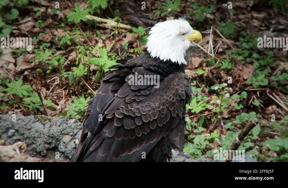 Eagle bald raptor bird endangered zoo ruffle feathers shake Stock ...