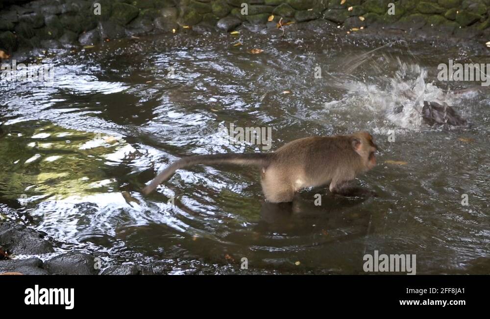 Wet monkeys Stock Videos & Footage - HD and 4K Video Clips - Alamy