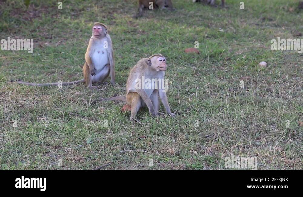 Monkey hierarchy Stock Videos & Footage - HD and 4K Video Clips - Alamy