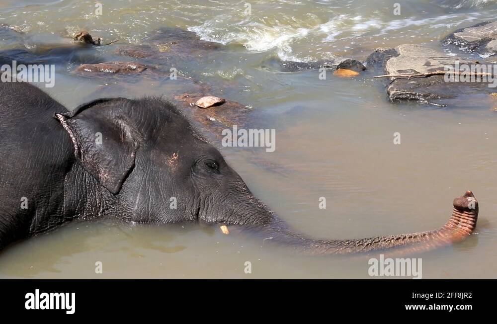 Elephant lying down Stock Videos & Footage - HD and 4K Video Clips - Alamy