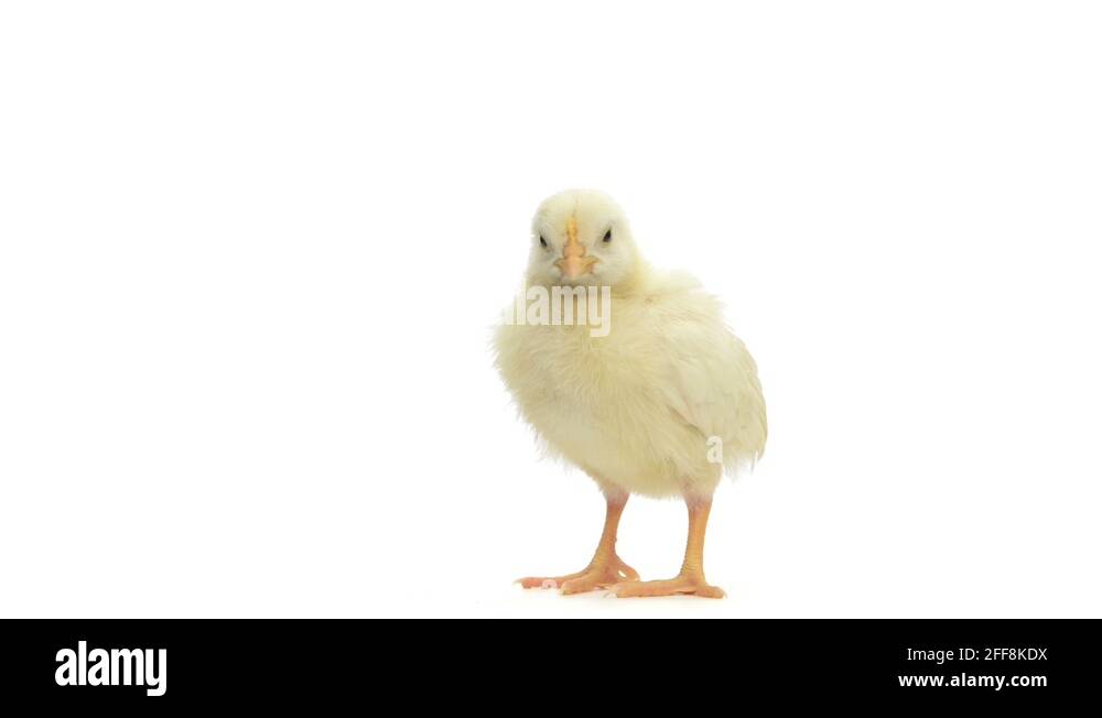 Chirping chicken Stock Videos & Footage - HD and 4K Video Clips - Alamy