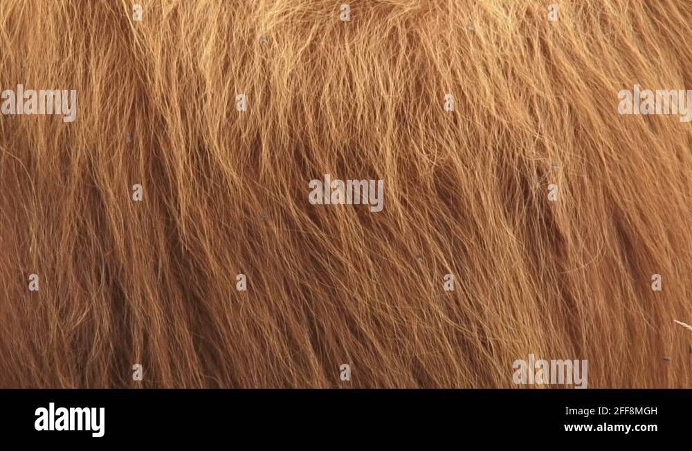 Red hair cattle Stock Videos & Footage - HD and 4K Video Clips - Alamy