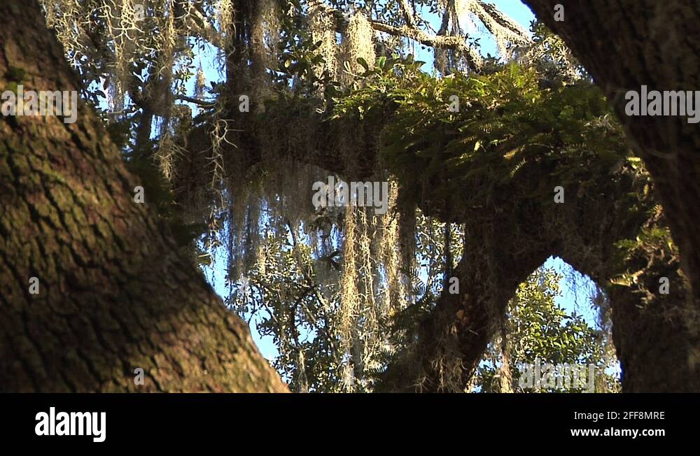 Limbs pattern Stock Videos & Footage - HD and 4K Video Clips - Alamy