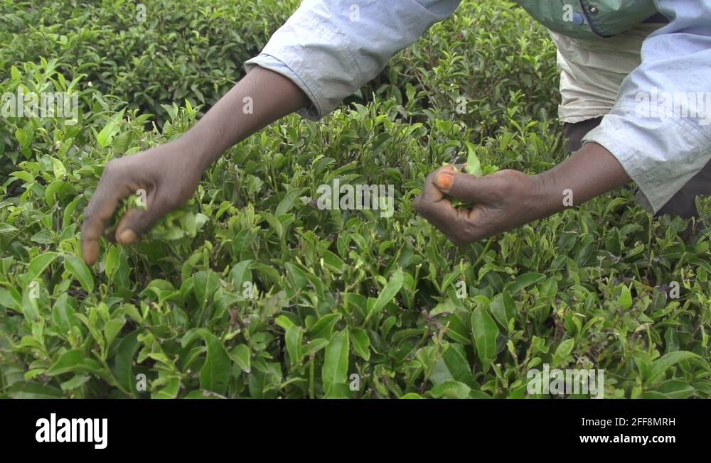 Harvesting the tea Stock Videos & Footage - HD and 4K Video Clips - Alamy