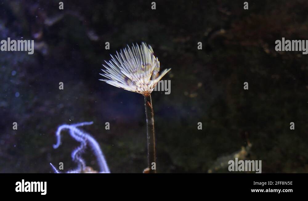 Tube shaped flower Stock Videos & Footage - HD and 4K Video Clips - Alamy