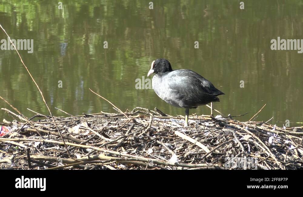Floating branch Stock Videos & Footage - HD and 4K Video Clips - Alamy