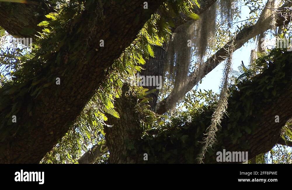 Trees, Oaks, large Live Oak tree, crossing limb, ferns, spanish moss ...