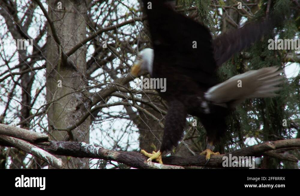 Bald eagle flapping wings Stock Videos & Footage - HD and 4K Video ...