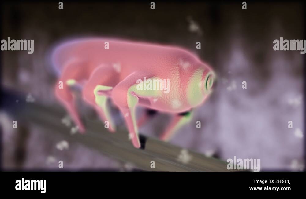 Dusty bug Stock Videos & Footage - HD and 4K Video Clips - Alamy