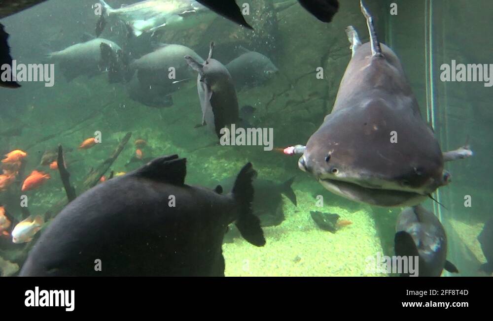 Benthopelagic fish Stock Videos & Footage - HD and 4K Video Clips - Alamy