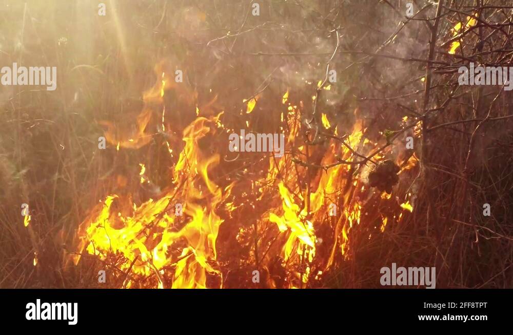 Fire look in sun Stock Videos & Footage - HD and 4K Video Clips - Alamy