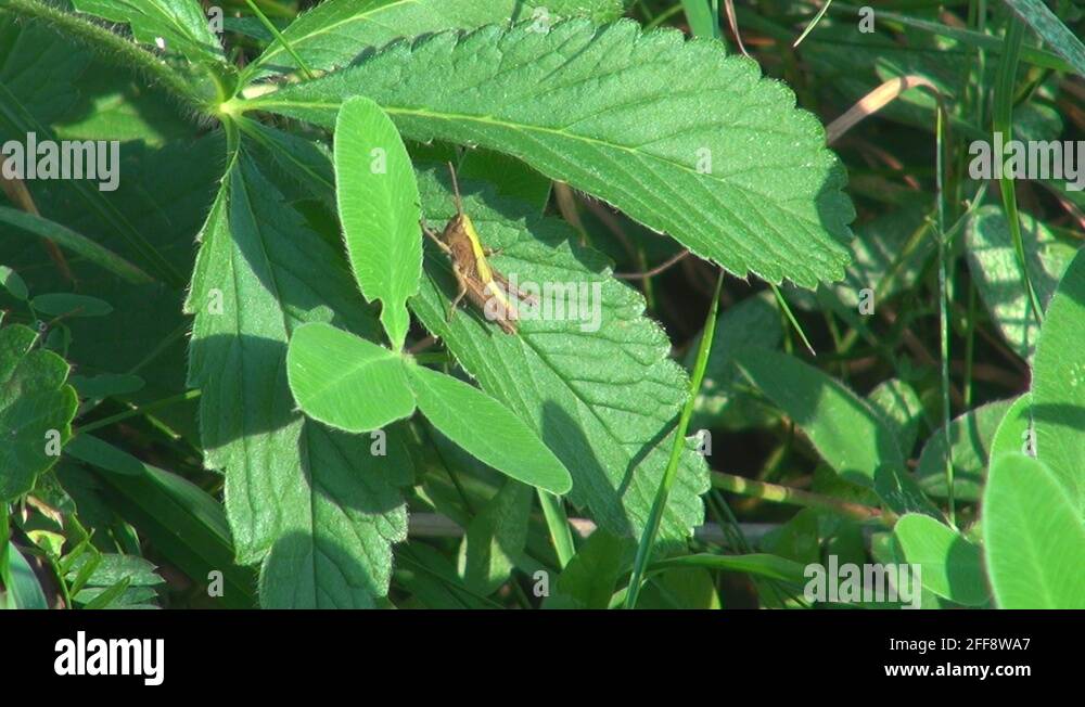 Devour stem Stock Videos & Footage - HD and 4K Video Clips - Alamy