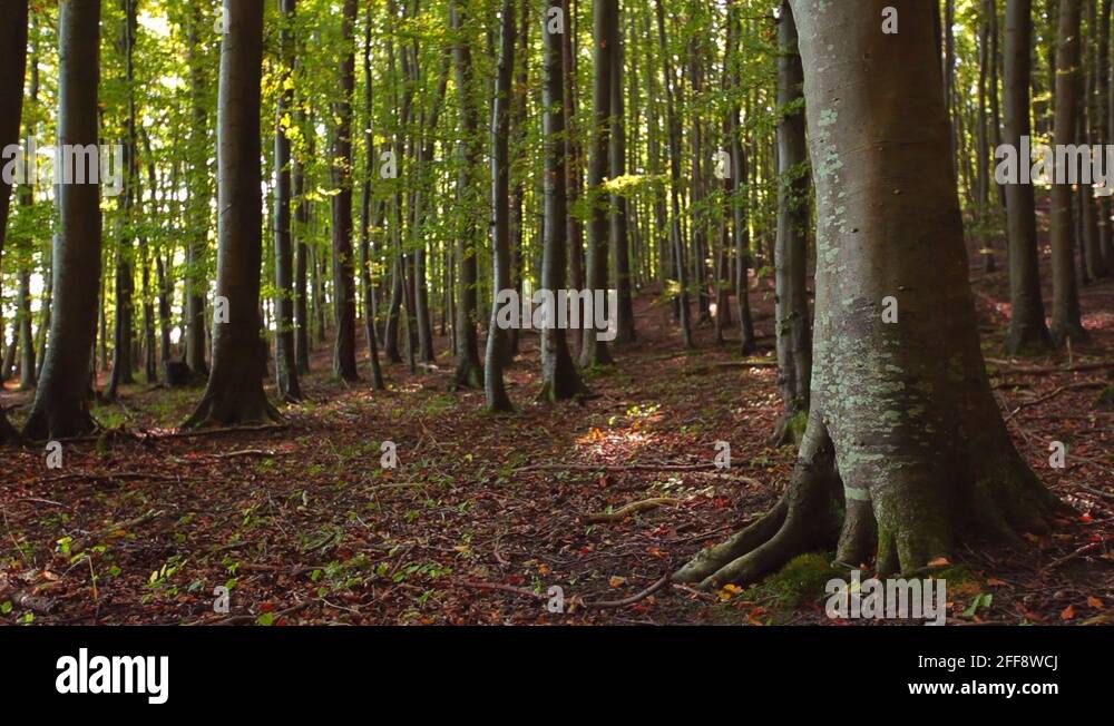 Beech forest in rugen island Stock Videos & Footage - HD and 4K Video ...