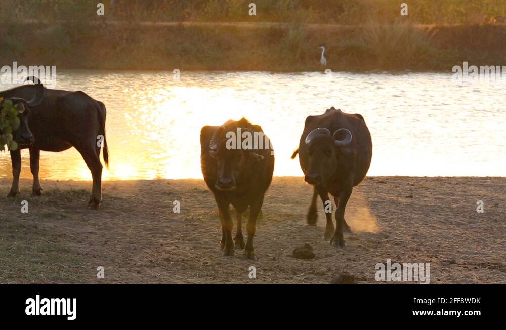 Buffalo water Stock Videos & Footage - HD and 4K Video Clips - Alamy
