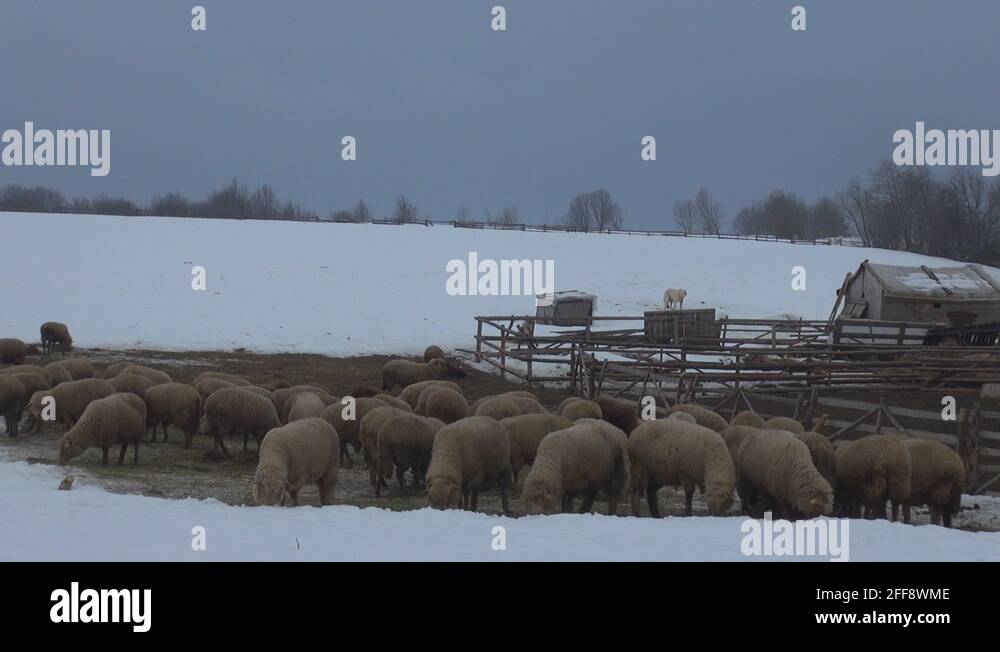 Snow covered lamb Stock Videos & Footage - HD and 4K Video Clips - Alamy
