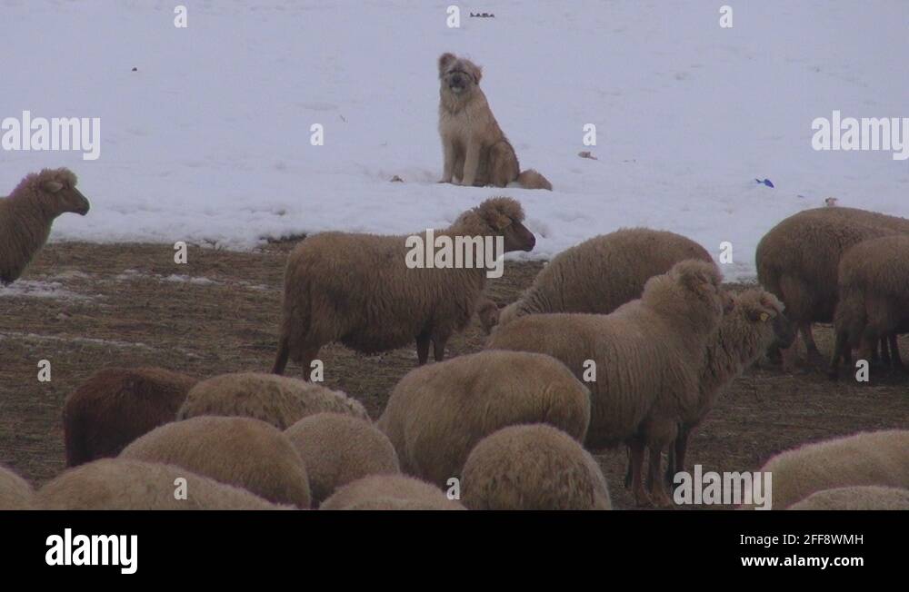 Guard sheep Stock Videos & Footage - HD and 4K Video Clips - Alamy