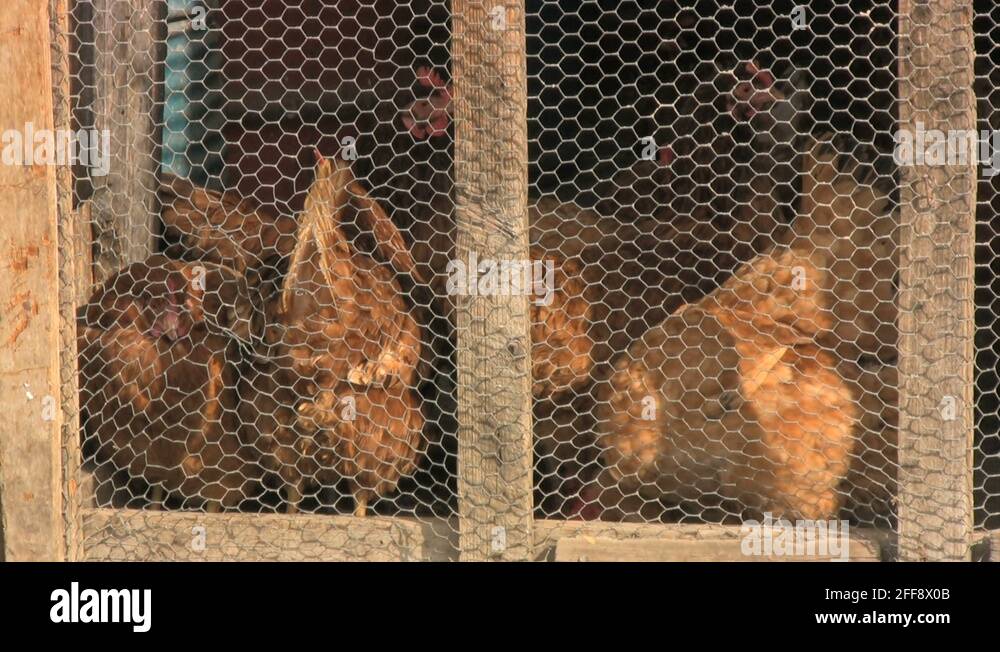 Chickens in chicken run Stock Videos & Footage - HD and 4K Video Clips ...