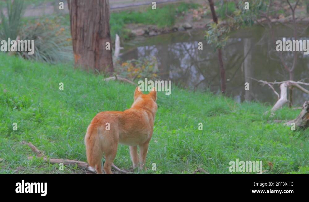 Cleland Stock Videos & Footage - HD and 4K Video Clips - Alamy
