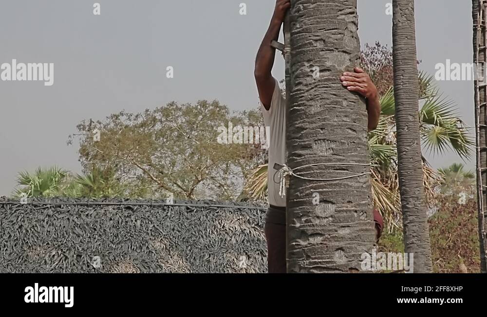 Pam farm Stock Videos & Footage - HD and 4K Video Clips - Alamy