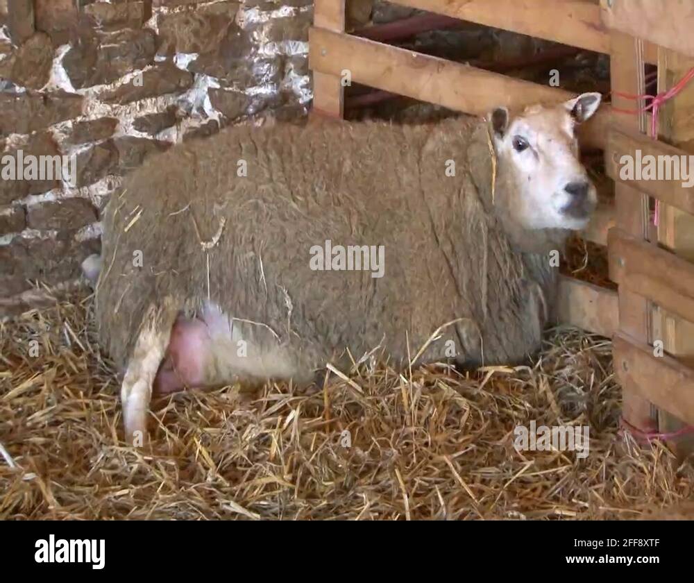 Reproductive life cycle Stock Videos & Footage - HD and 4K Video Clips ...