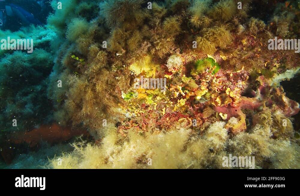 Underwater mollusk Stock Videos & Footage - HD and 4K Video Clips - Alamy