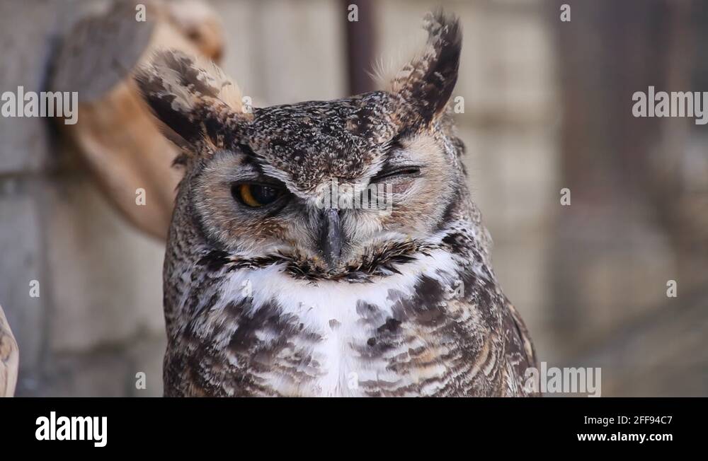 Owl head shot Stock Videos & Footage - HD and 4K Video Clips - Alamy