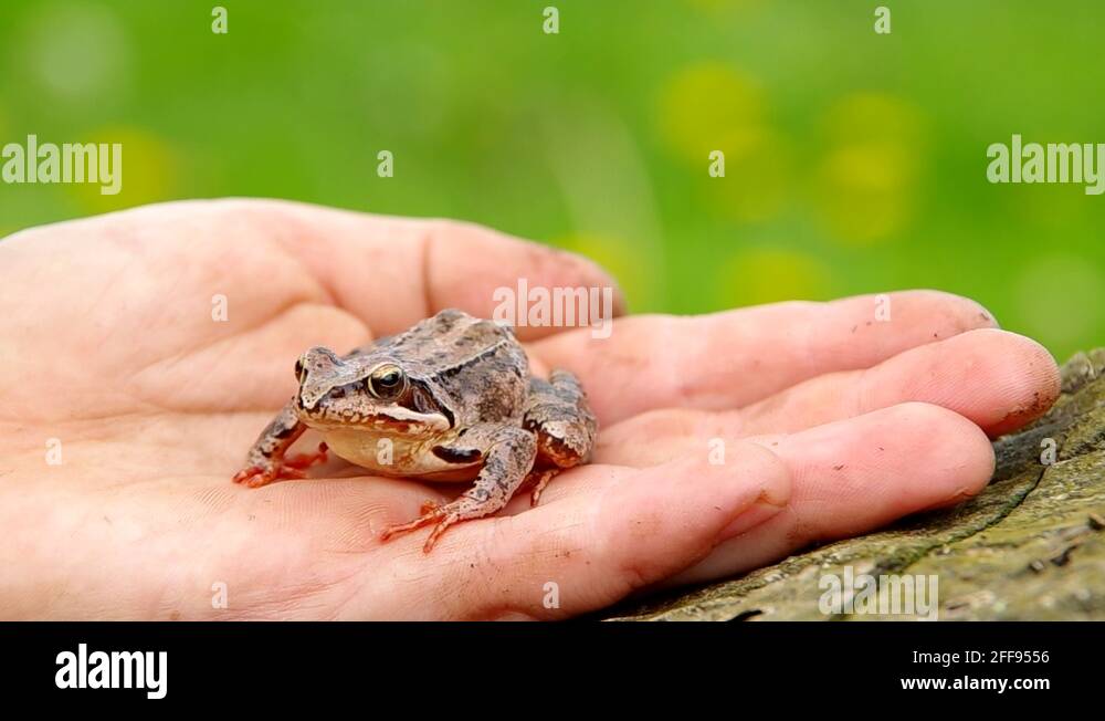 Kid hand holding frog Stock Videos & Footage - HD and 4K Video Clips ...