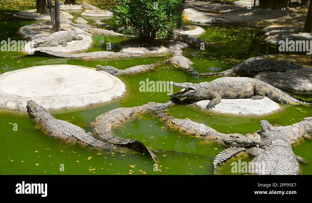 Crocodile zoo europe Stock Videos & Footage - HD and 4K Video Clips - Alamy