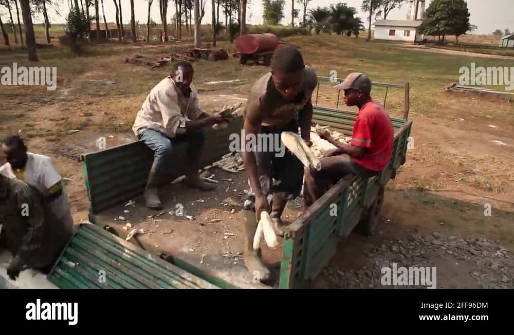 Washing cassava above Stock Video Footage - Alamy