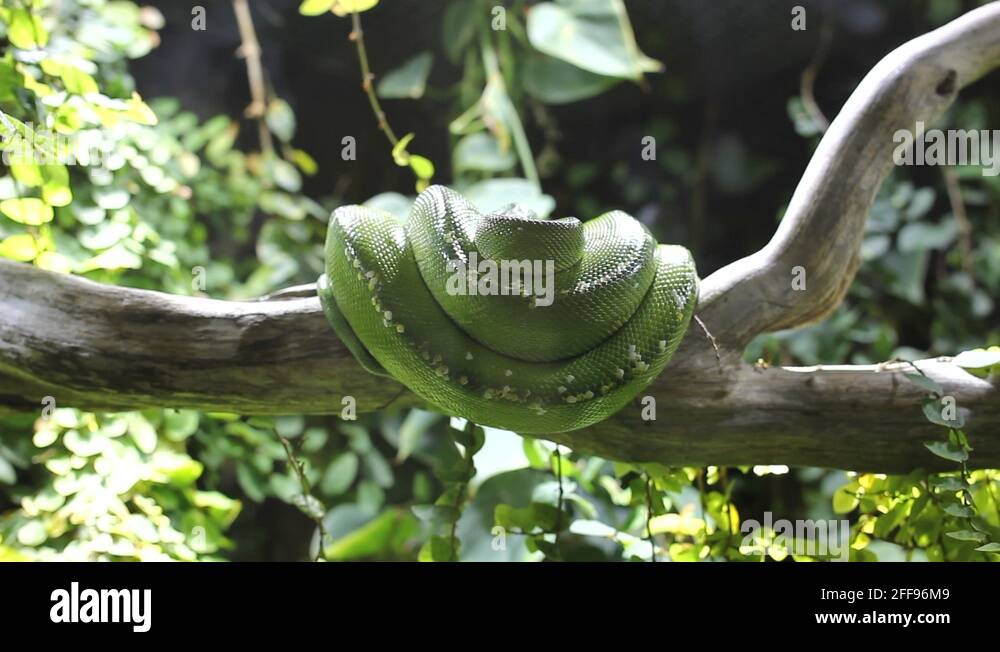 Green tree boa snake Stock Videos & Footage - HD and 4K Video Clips - Alamy