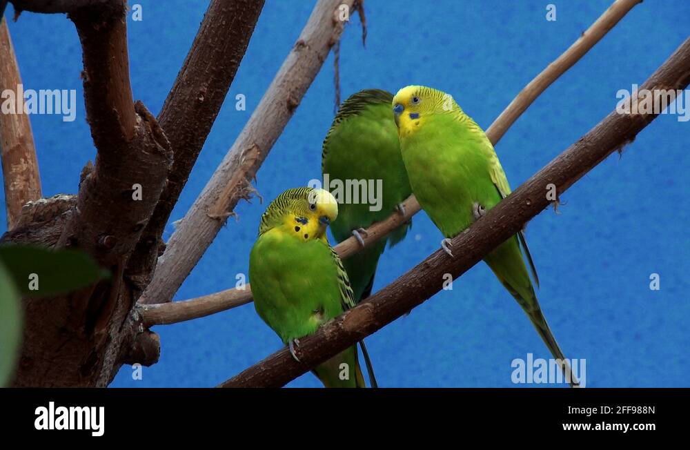 Budgies Stock Videos & Footage - HD and 4K Video Clips - Alamy