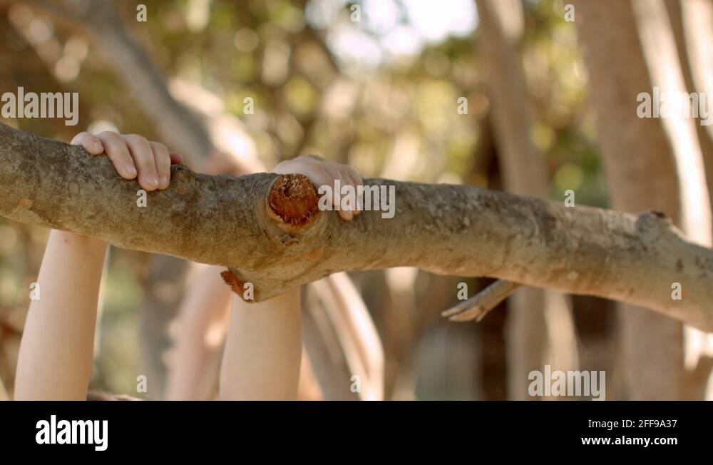 Holding to tree Stock Videos & Footage - HD and 4K Video Clips - Alamy
