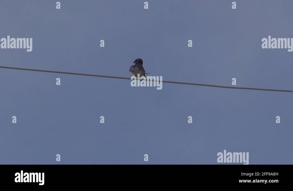 Perched peck Stock Videos & Footage - HD and 4K Video Clips - Alamy
