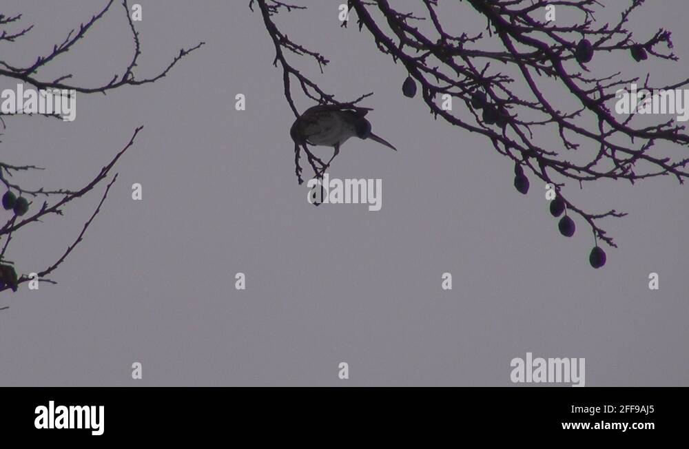 Bird plum tree Stock Videos & Footage - HD and 4K Video Clips - Alamy
